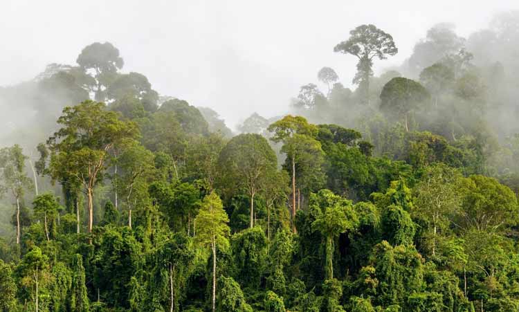 AstraZeneca Invests $400M to Plant 200M Trees - Tanzania National ...